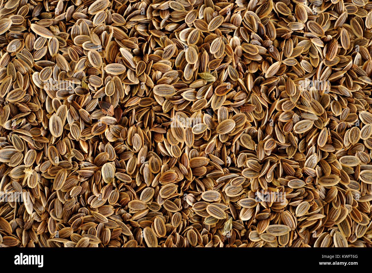 Whole dill seeds Stock Photo - Alamy