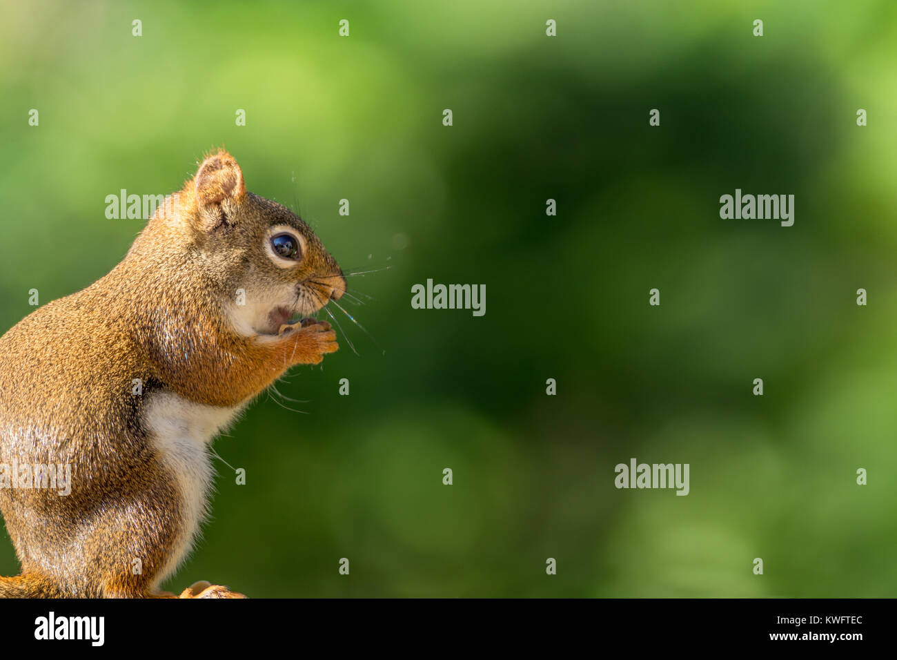 Adorable little American Red Squirrel (Tamiasciurus hudsonicus) enjoys ...