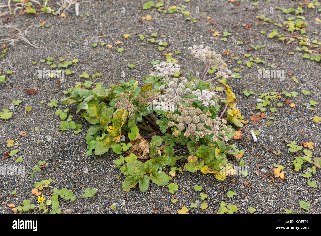 Lake Saroma, view from Ryugudai Observatory, Yubetsu Town, Hokkaido ...