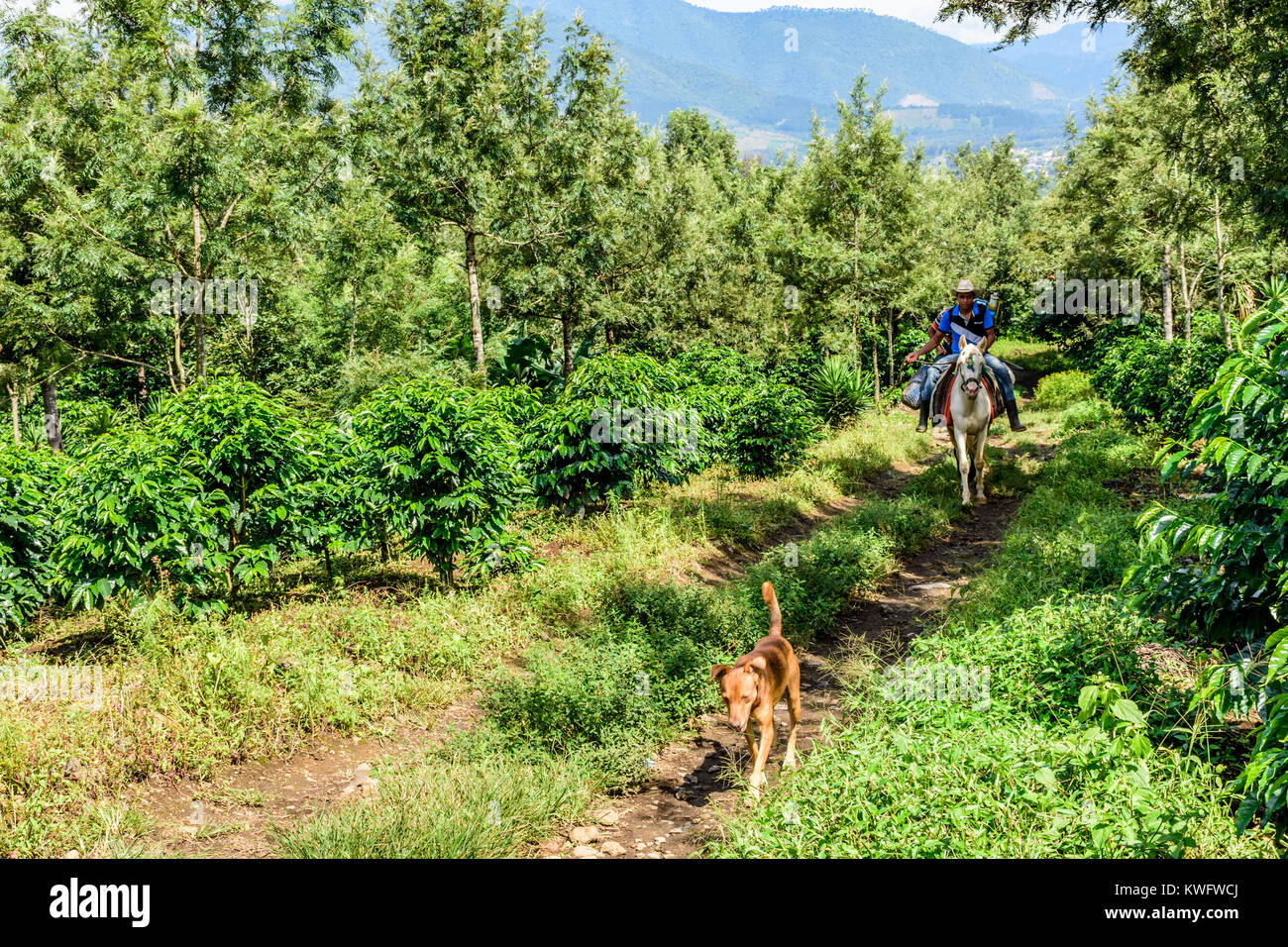 San Miguel Duenas, Guatemala - October 10, 2017: Workers on horseback ...