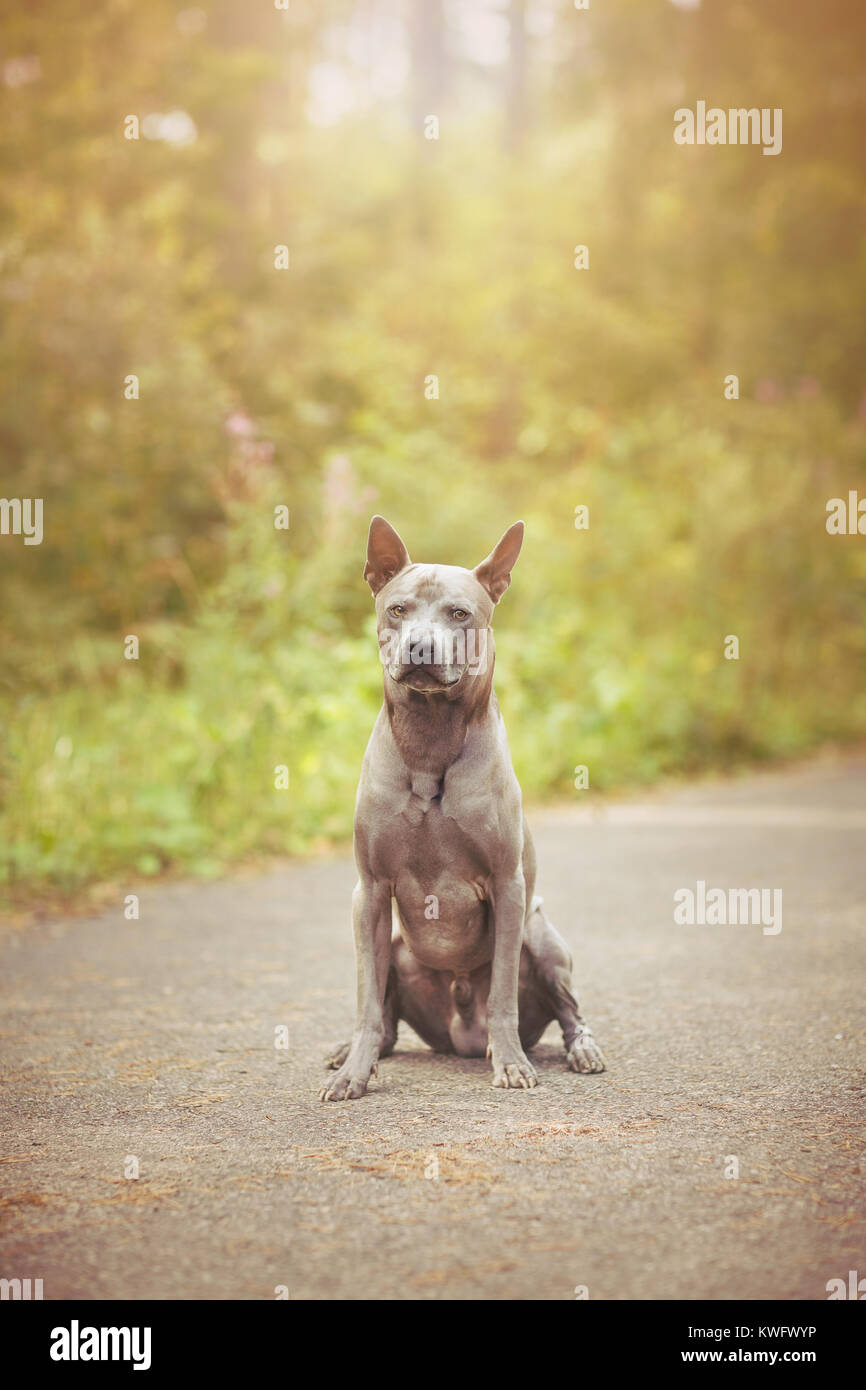 thai ridgeback dog outdoors Stock Photo - Alamy