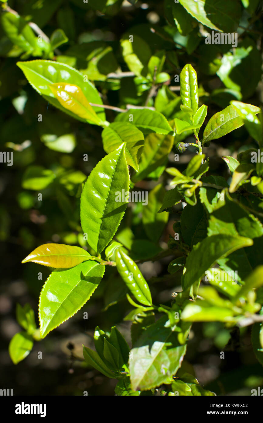 Tea plant (thea sinensis) hi-res stock photography and images - Alamy