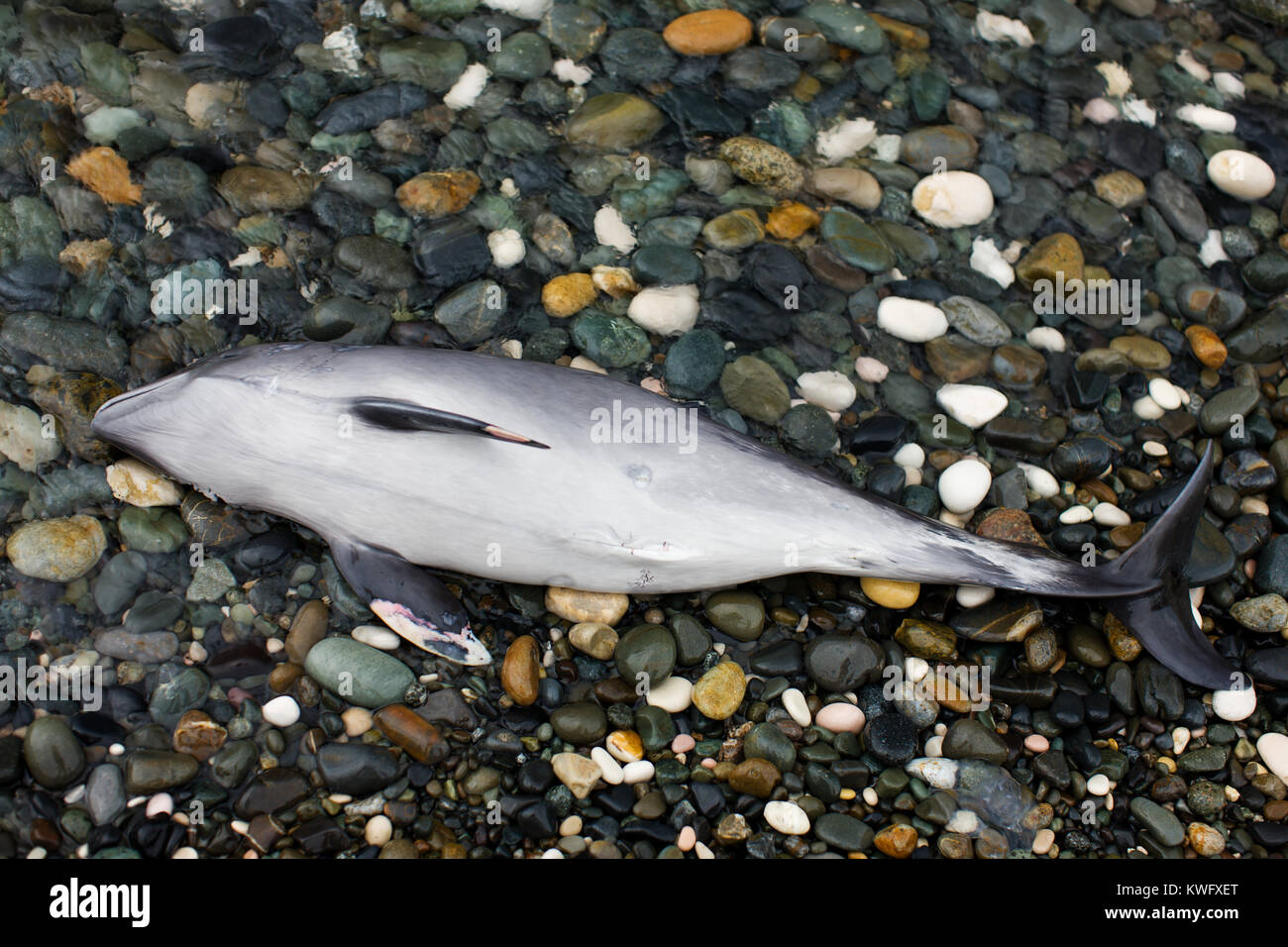 Dead dolphin on beach hi-res stock photography and images - Alamy