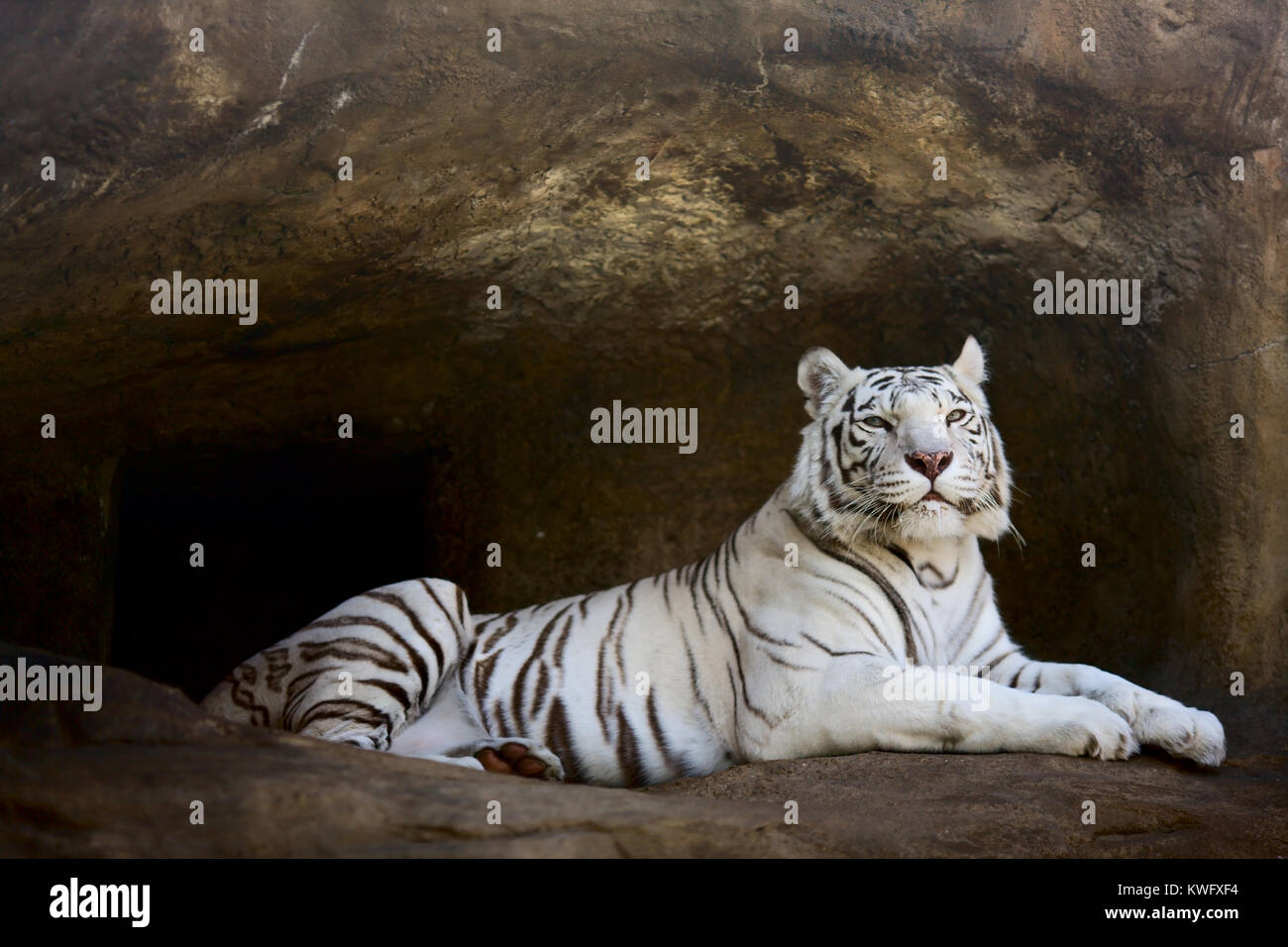 White Tiger proudly observing from liar Stock Photo - Alamy