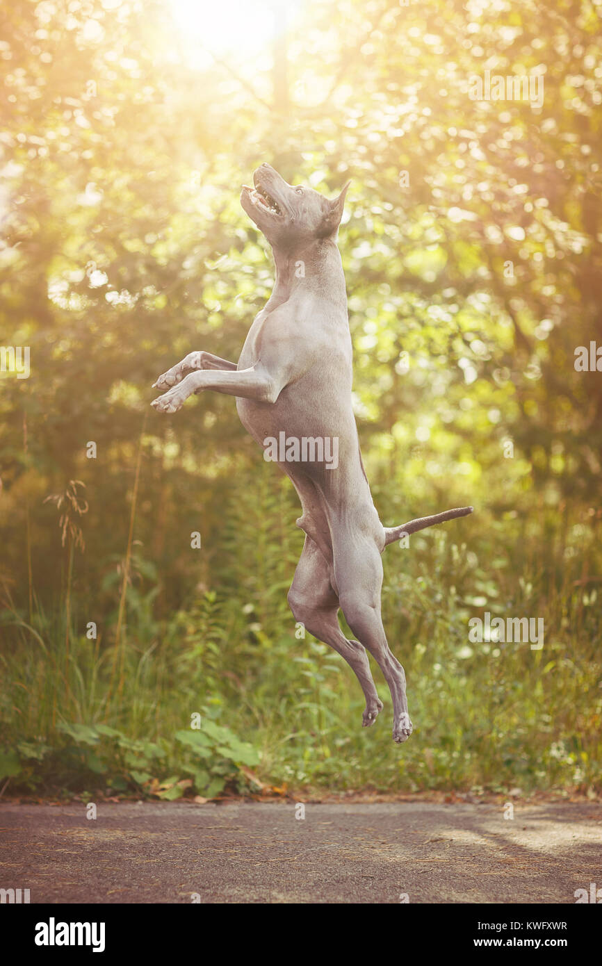thai ridgeback dog outdoors Stock Photo - Alamy