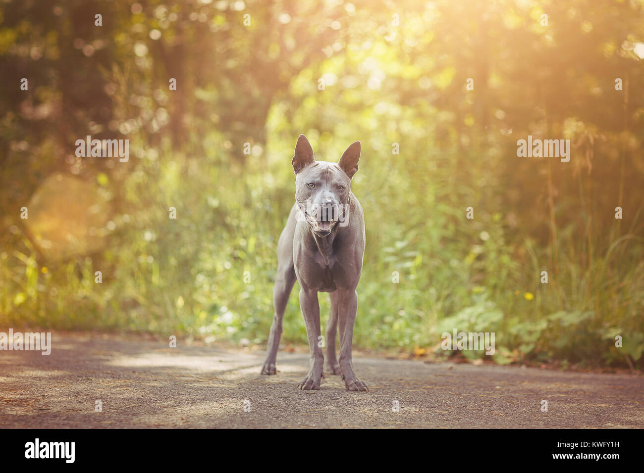 thai ridgeback dog outdoors Stock Photo - Alamy