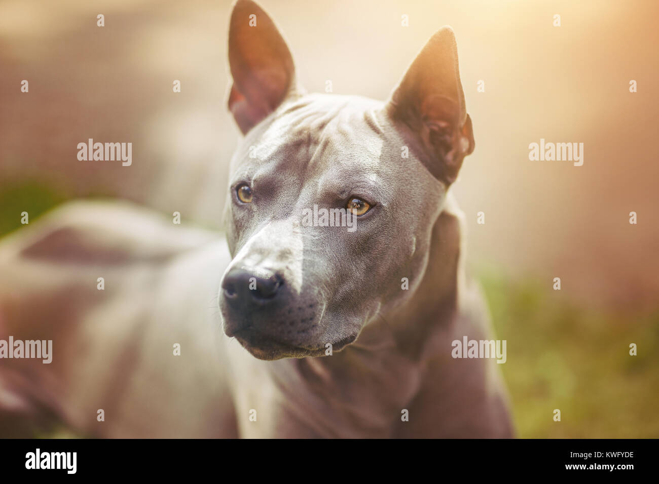 thai ridgeback dog outdoors Stock Photo - Alamy