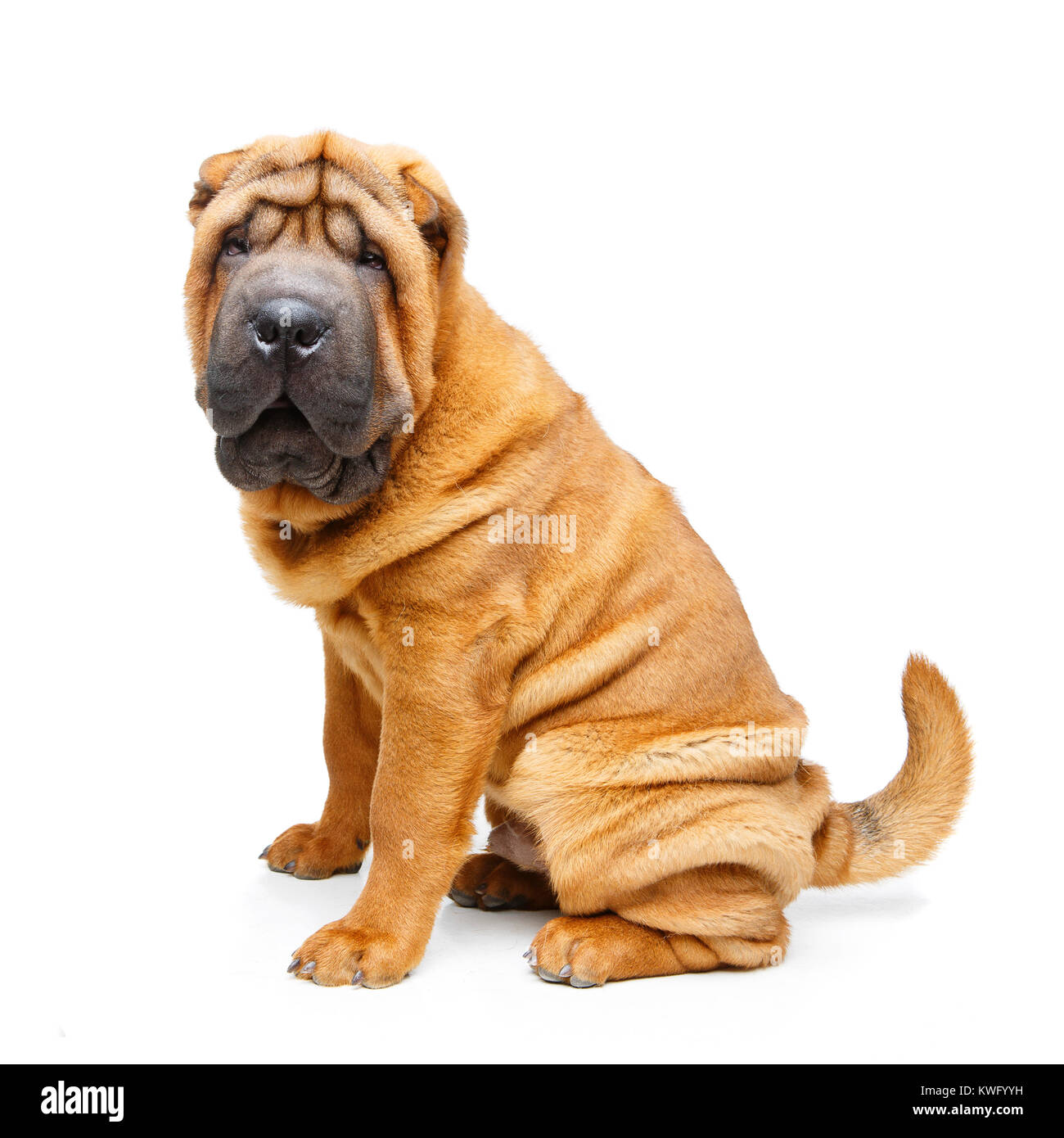 Puppy shar pei close hi-res stock photography and images - Alamy