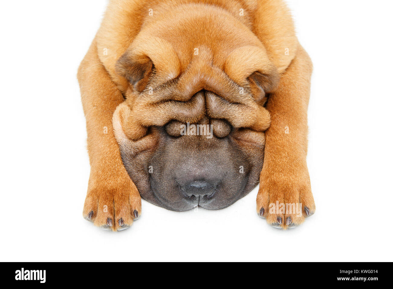 Sleeping Shar Pei High Resolution Stock Photography and Images - Alamy