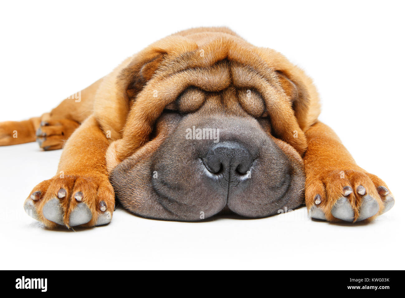 beautiful shar pei puppy sleeping Stock Photo - Alamy