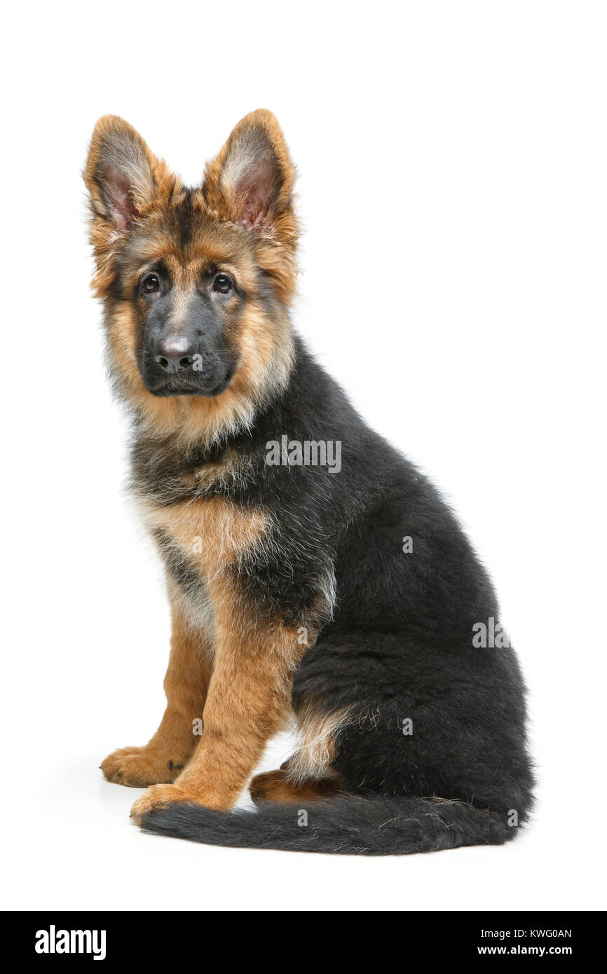 German shepherd puppy tongue hi-res stock photography and images - Alamy