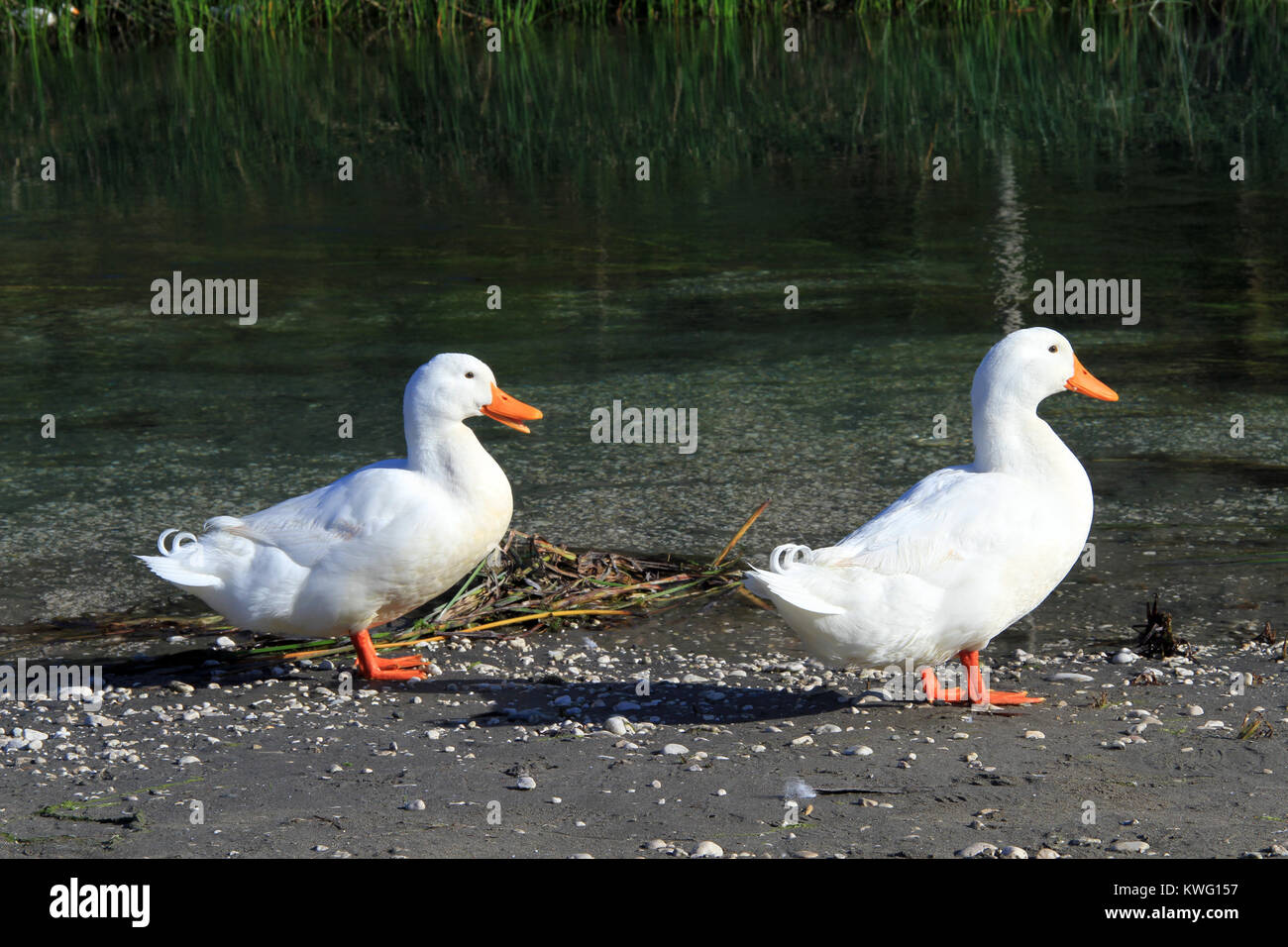 Two white ducks hi-res stock photography and images - Alamy