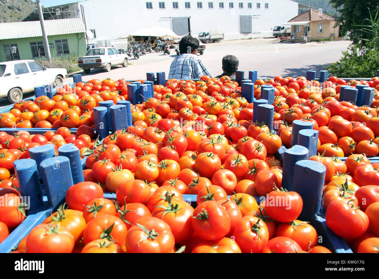 Tomato harvest truck hi-res stock photography and images - Alamy