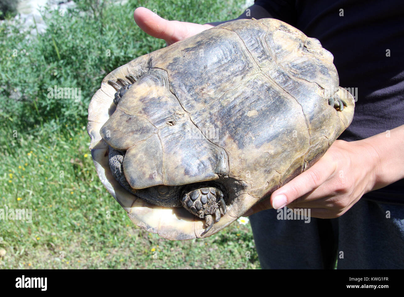 Turtle in hands hi-res stock photography and images - Alamy