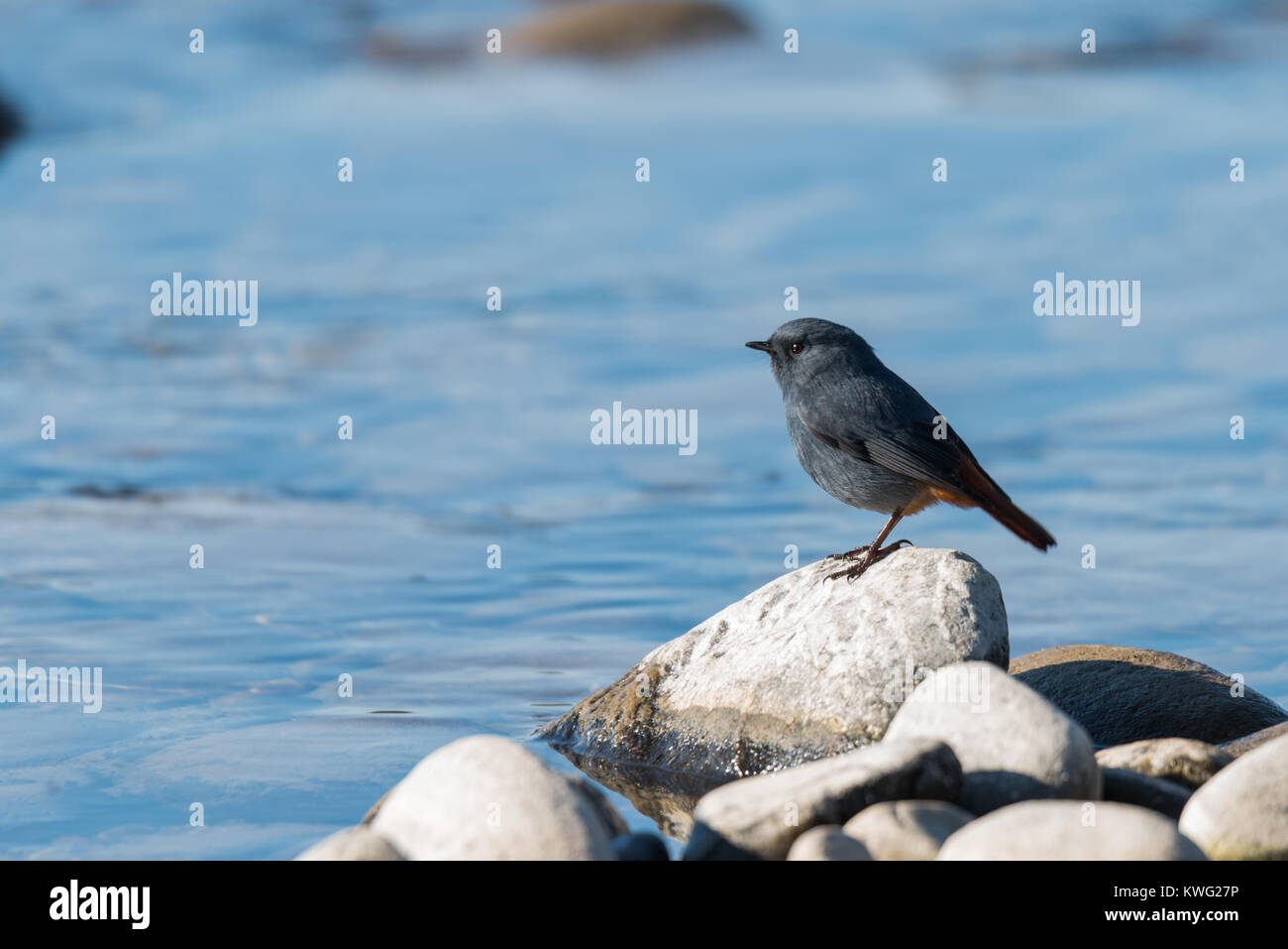 The plumbeous water redstart is a passerine bird standing on a rock ...