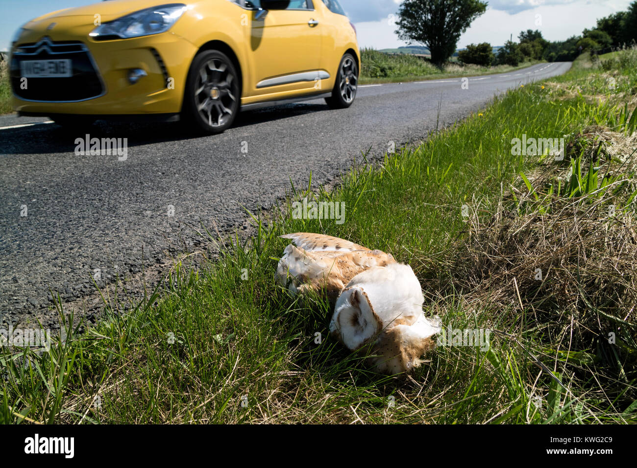 Barn owl tyto alba road hi-res stock photography and images - Alamy