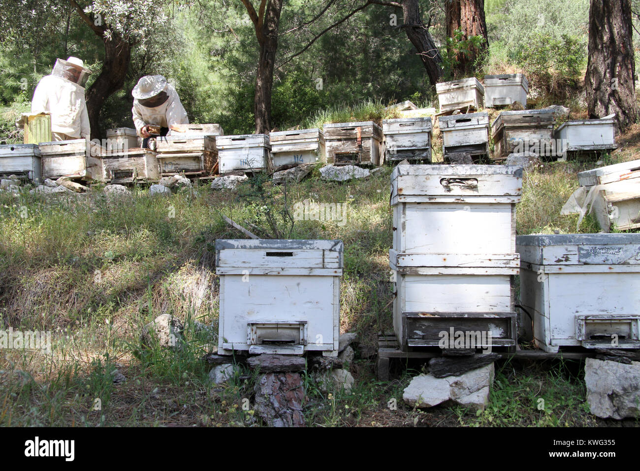 Beehives and beekeepers in pine forest in Turkey Stock Photo - Alamy