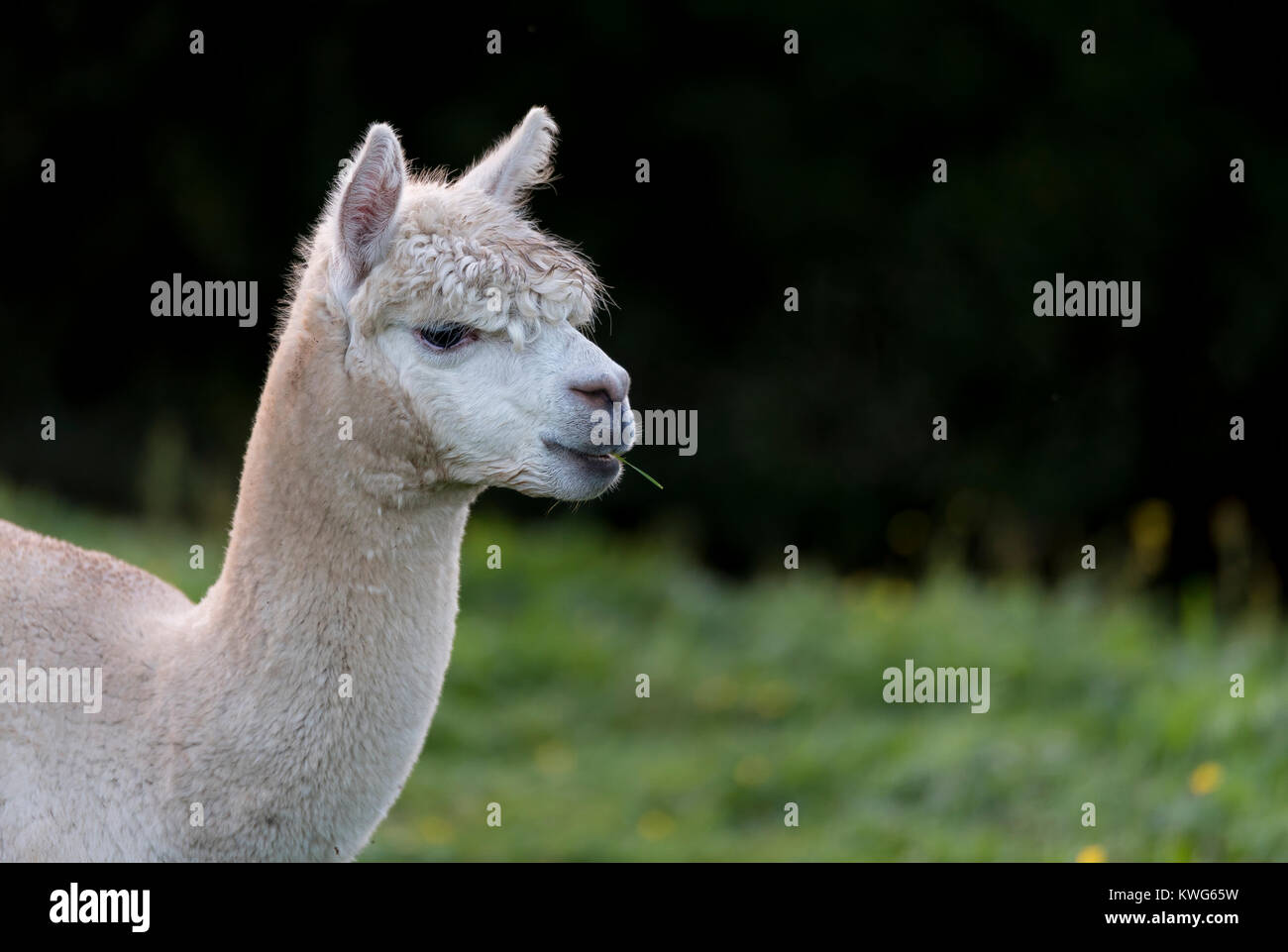 Close up of an Alpaca, chewing a single blade of grass, with room for ...