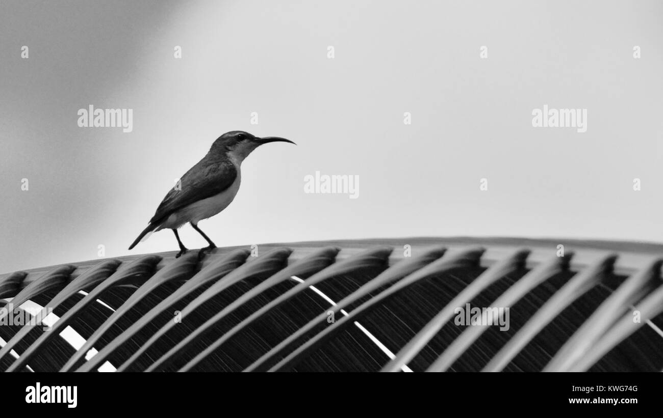Olive-backed Sunbird, Nectarinia jugularis, sitting on a palm frond in ...