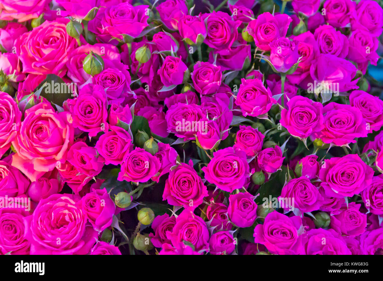 Background of pink small roses in marketplace Stock Photo - Alamy