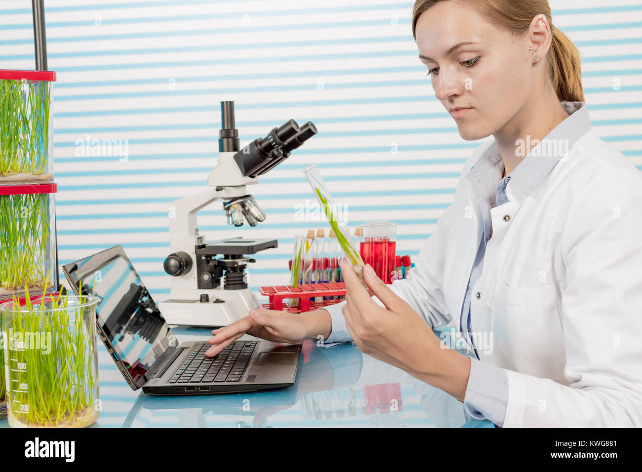scientist with green plant in modern laboratory. woman study of genetic ...