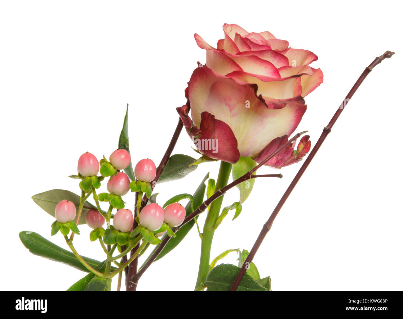 Isolated rose hi-res stock photography and images - Alamy