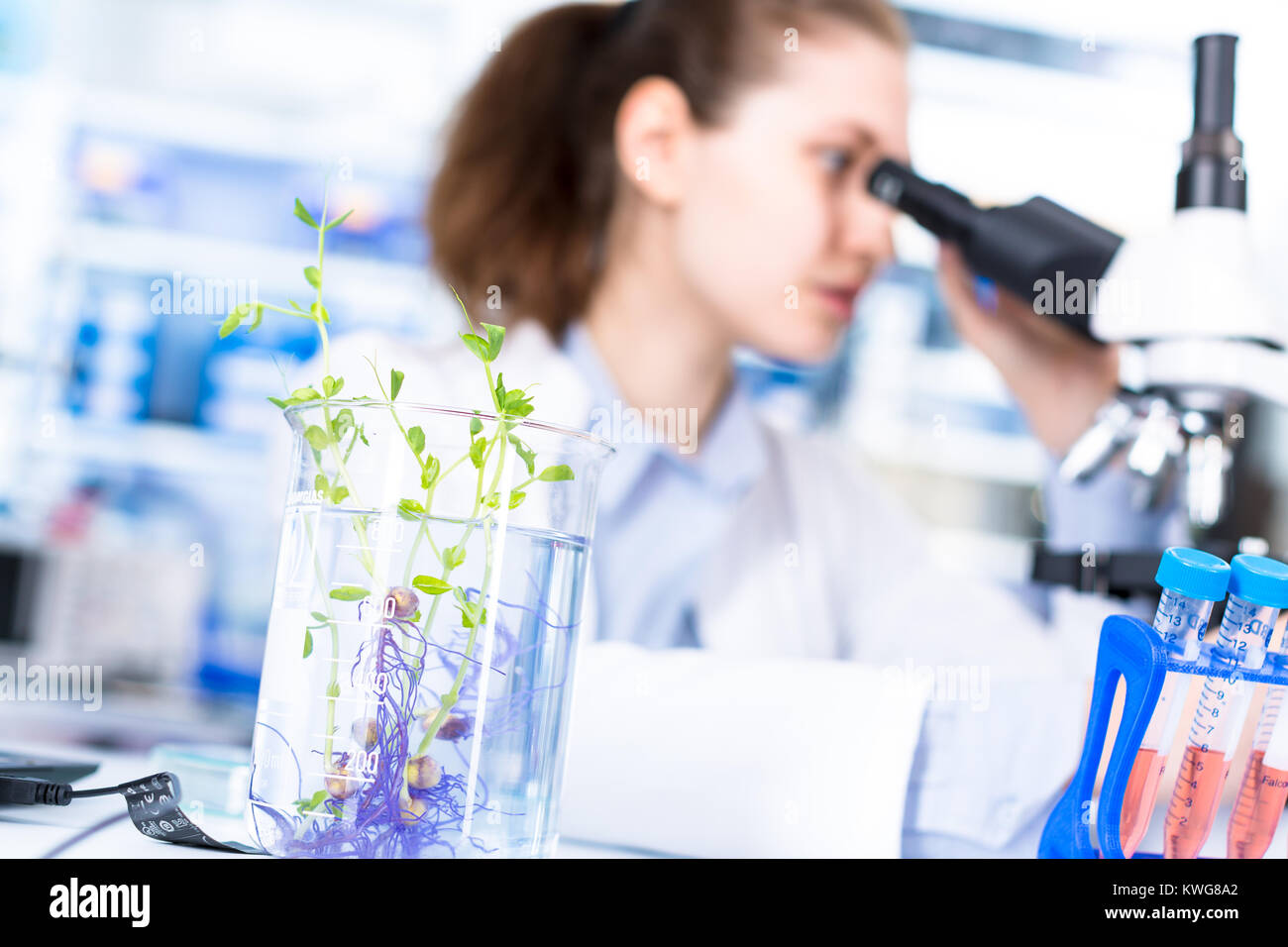 technician in the laboratory of plant genetics investigates the sprout ...