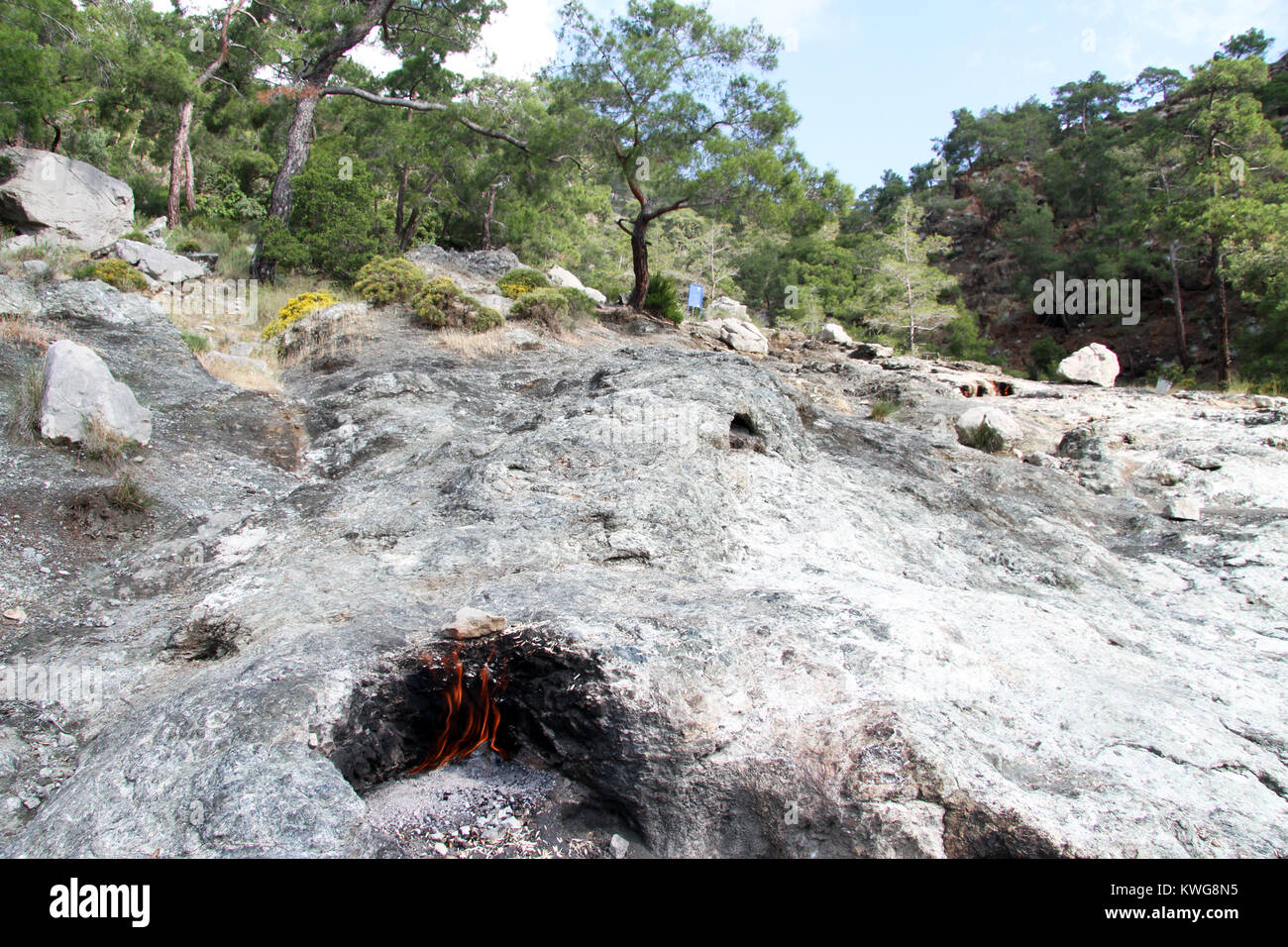 Miracle pine hi-res stock photography and images - Alamy