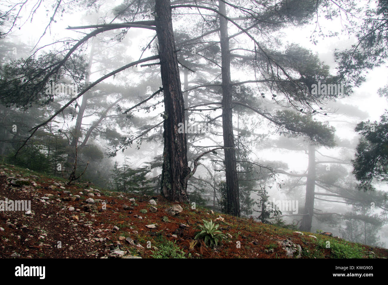 Footpath with mist in the forest on the mount Tahtali, Turkey Stock ...