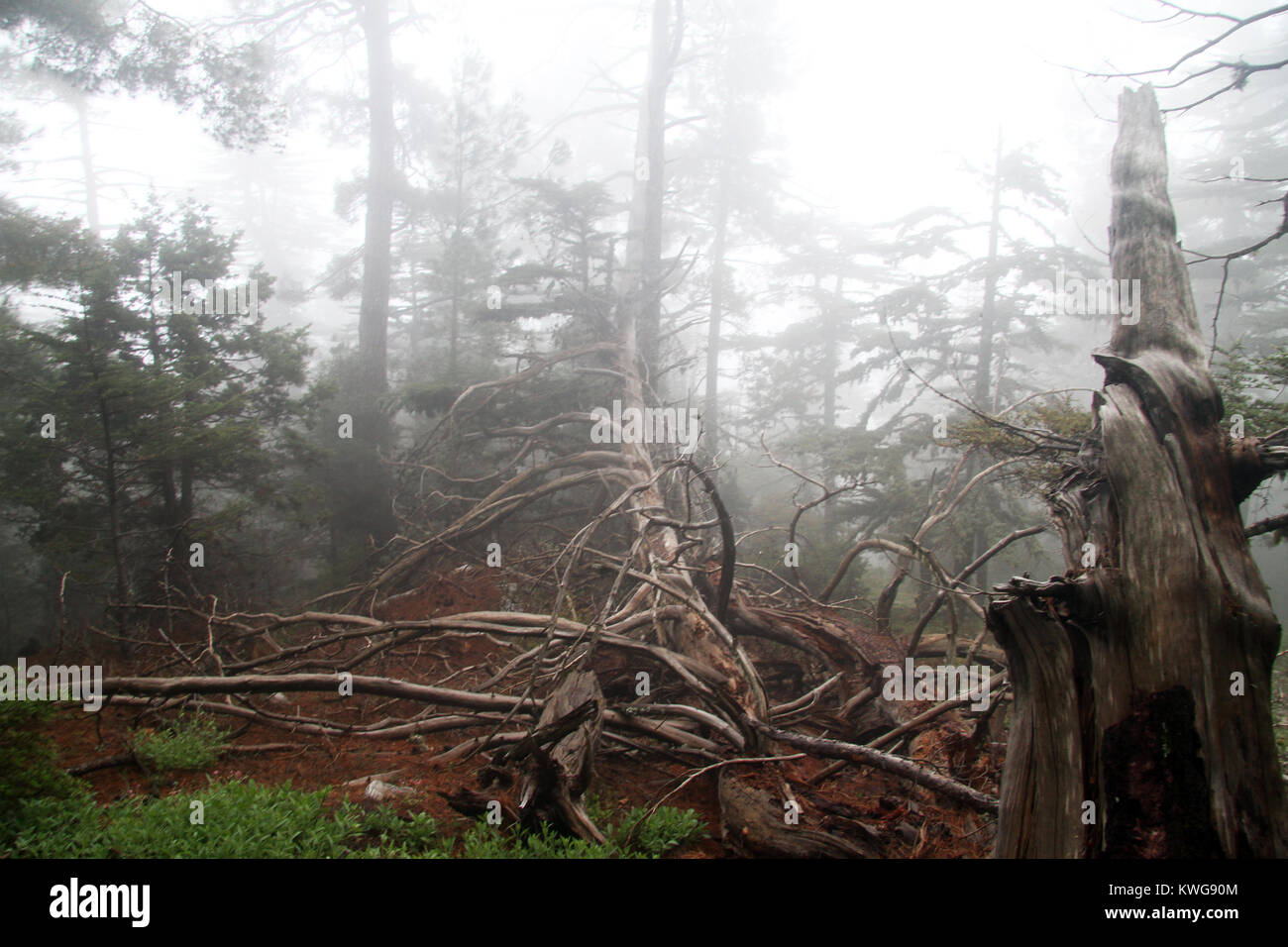 Crone trees in forest hi-res stock photography and images - Alamy
