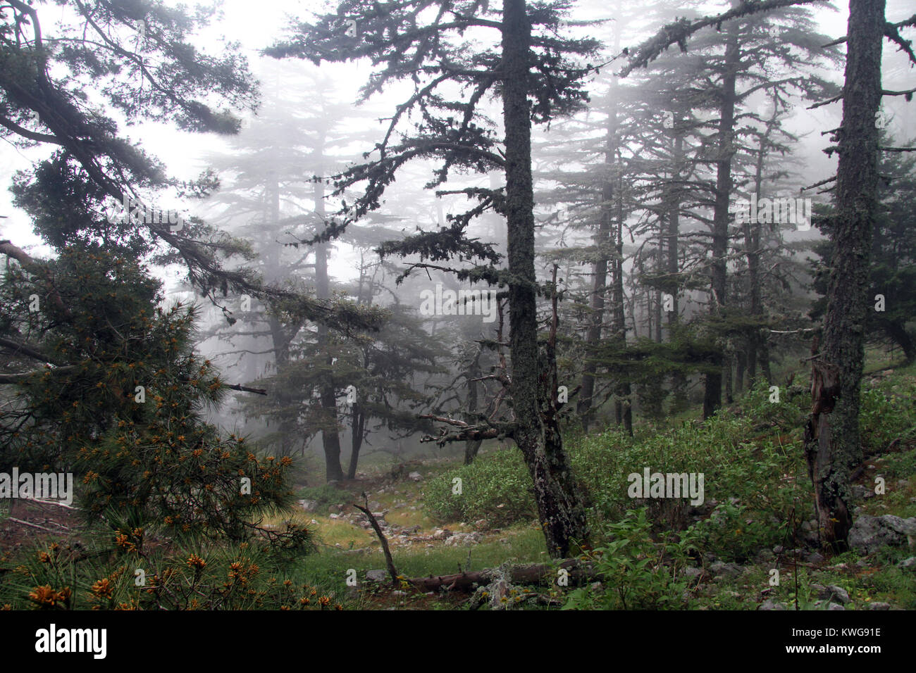 Footpath in the forest with mist on the mount Tahtali, Turkey Stock ...
