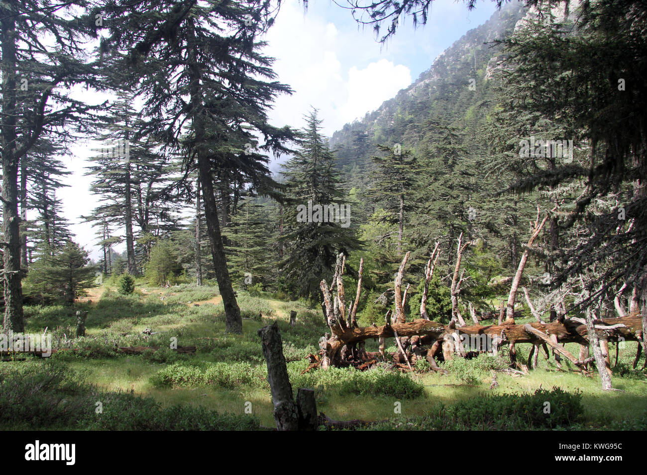 Fallen tree in the forest on the slope of mount Tahtali, Turkey Stock ...