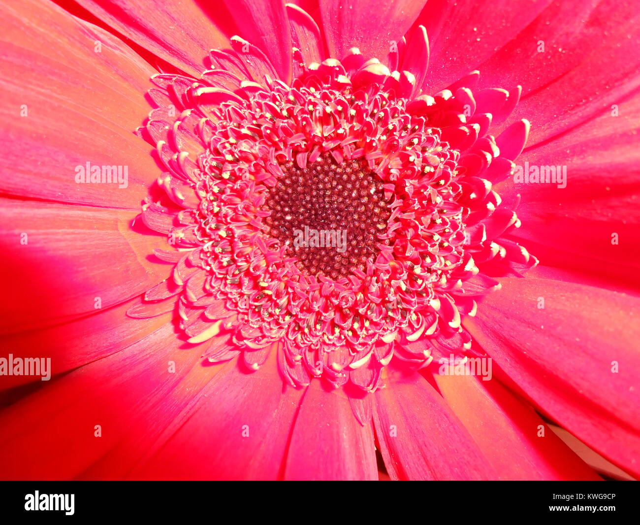 Complex center flowers hi-res stock photography and images - Alamy
