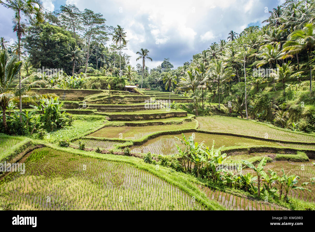 UNESCO World Heritage Site Tegalalang Rice Terraces near Ubud, Bali ...