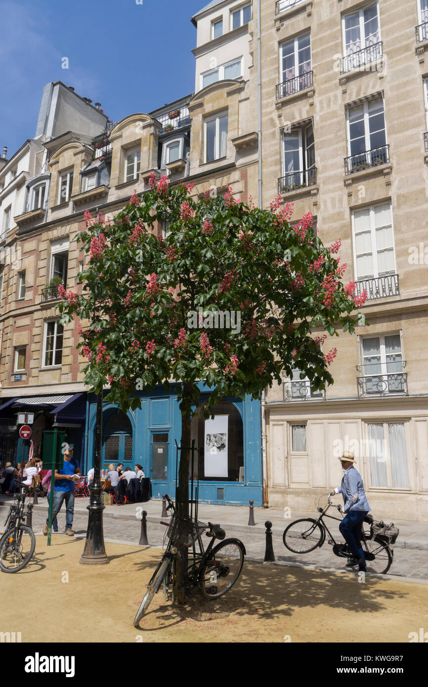 Chestnut tree in paris france hi-res stock photography and images - Alamy