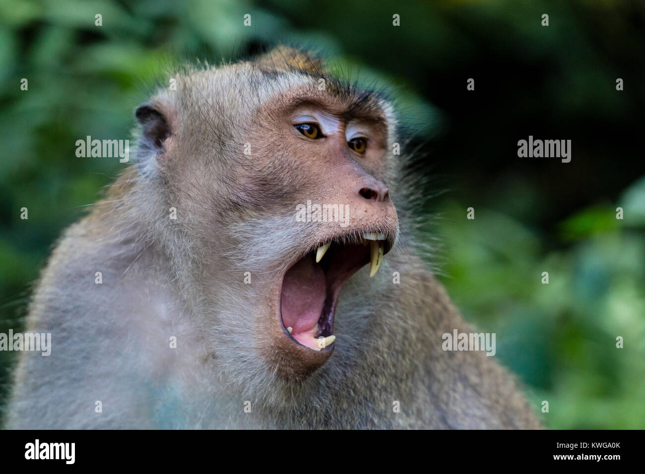 Balinese long-tailed monkey at Monkey Temple, Ubud yawning with long ...