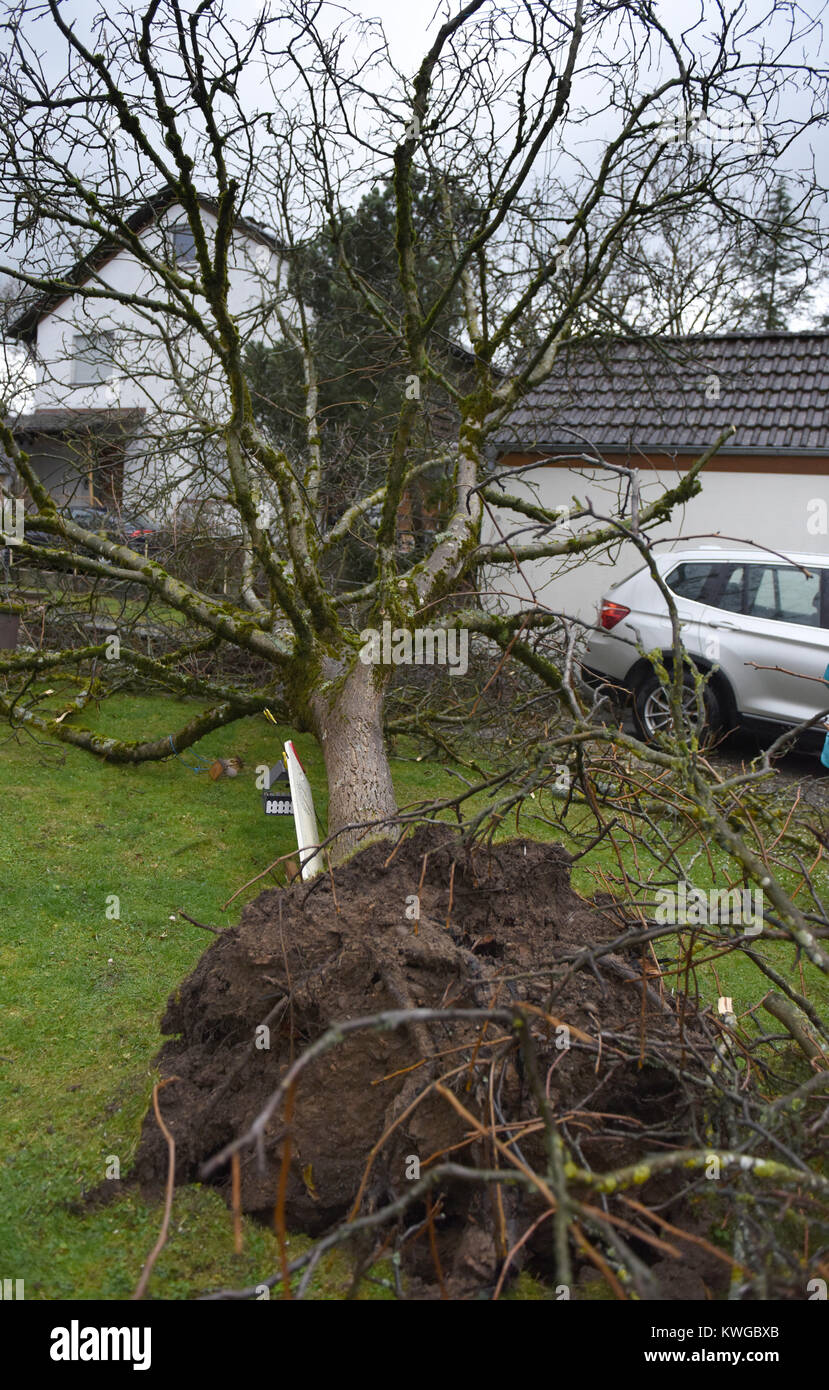 Kirchzarten, Germany. 03rd Jan, 2018. A fallen tree lies on the ground ...