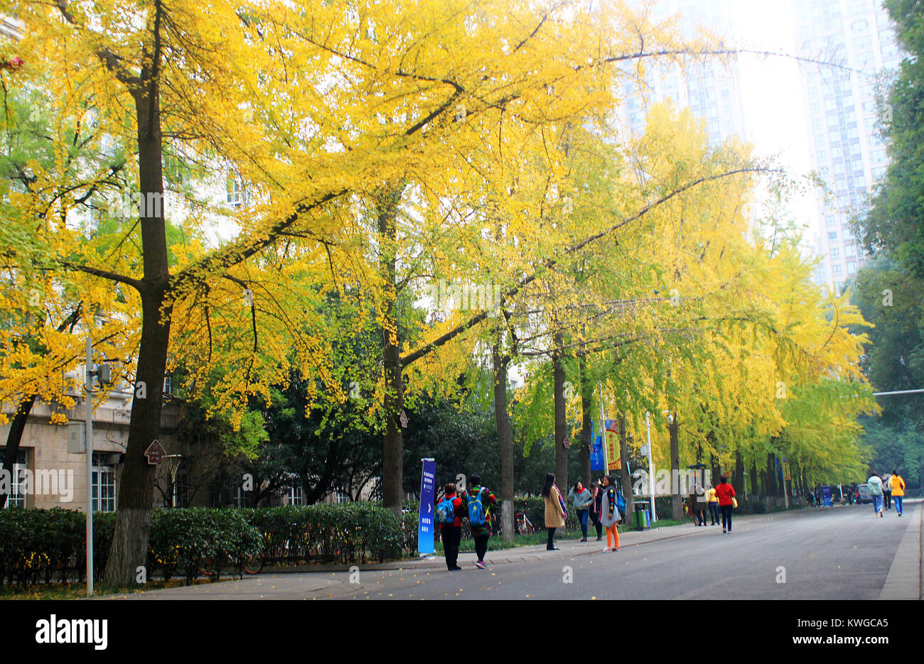 Chengdu, Chengdu, China. 8th Dec, 2017. Chengdu, CHINA-8th December ...
