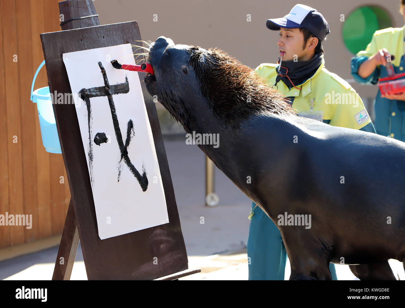 Yokohama, Japan. 3rd Jan, 2018. A 14-year-old male sea lion "Chen ...