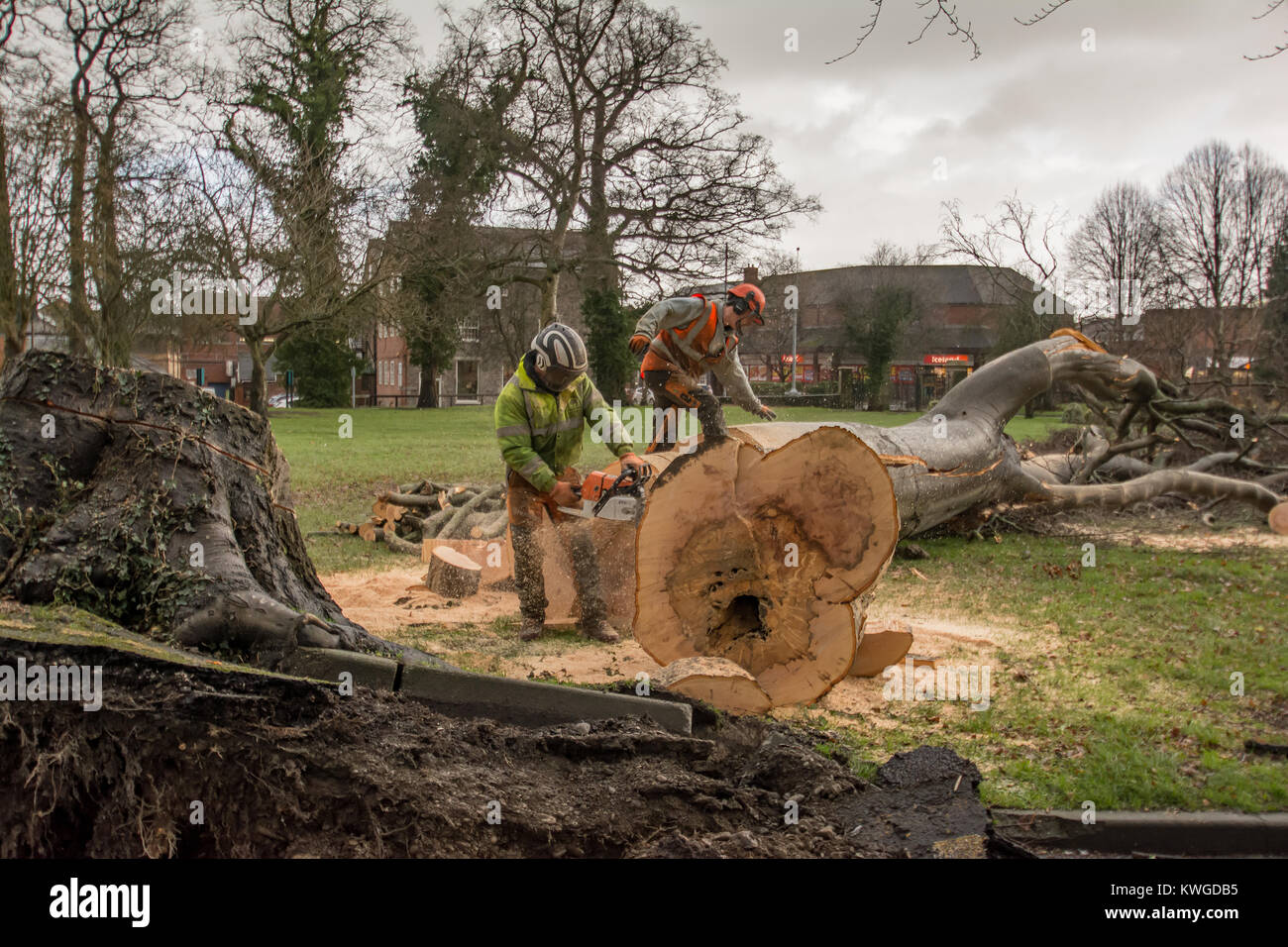 Cutting tree after storm hi-res stock photography and images - Alamy