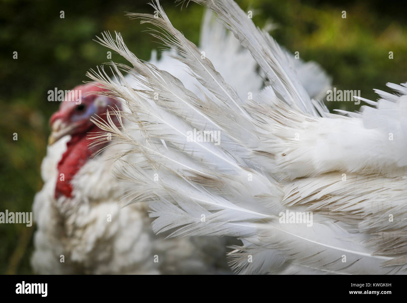 Davenport, Iowa, USA. 18th Aug, 2016. One of the Nordicks' male turkeys ...