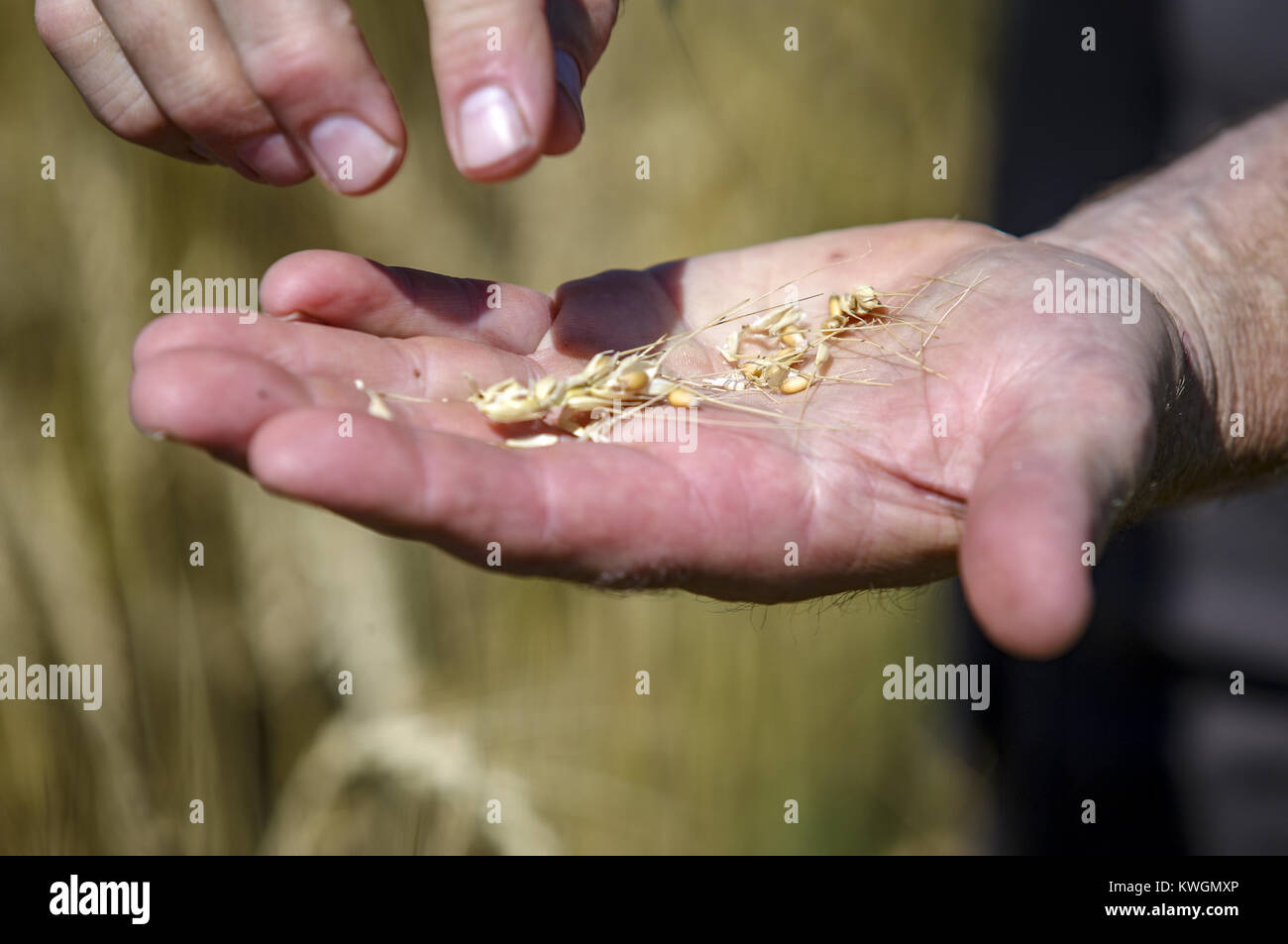 Davenport, Iowa, USA. 7th July, 2017. Farmer Bryan Sievers crushes up ...