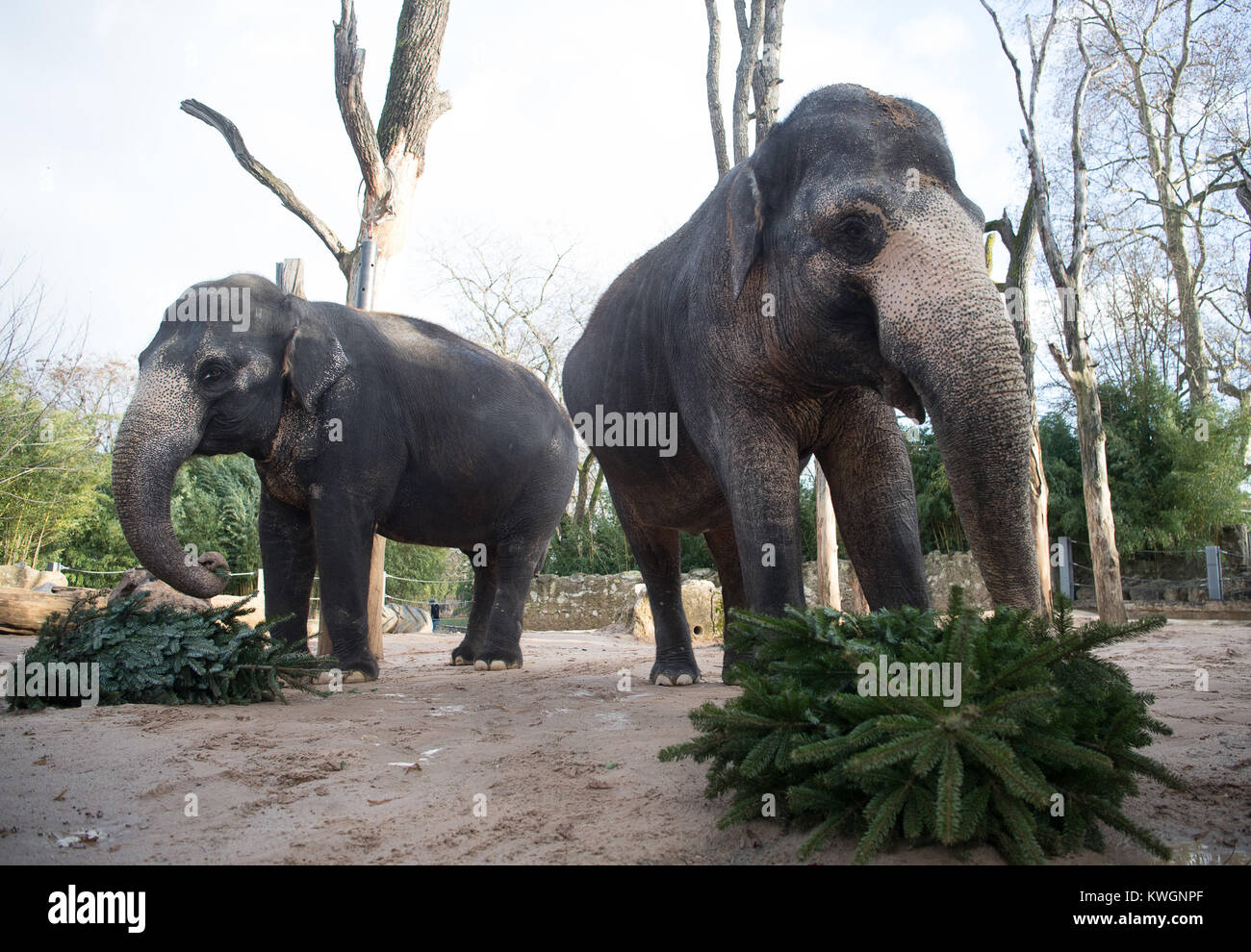 Stuttgart, Germany. 3rd Jan, 2018. Female elephants Zella (l) and Pama ...