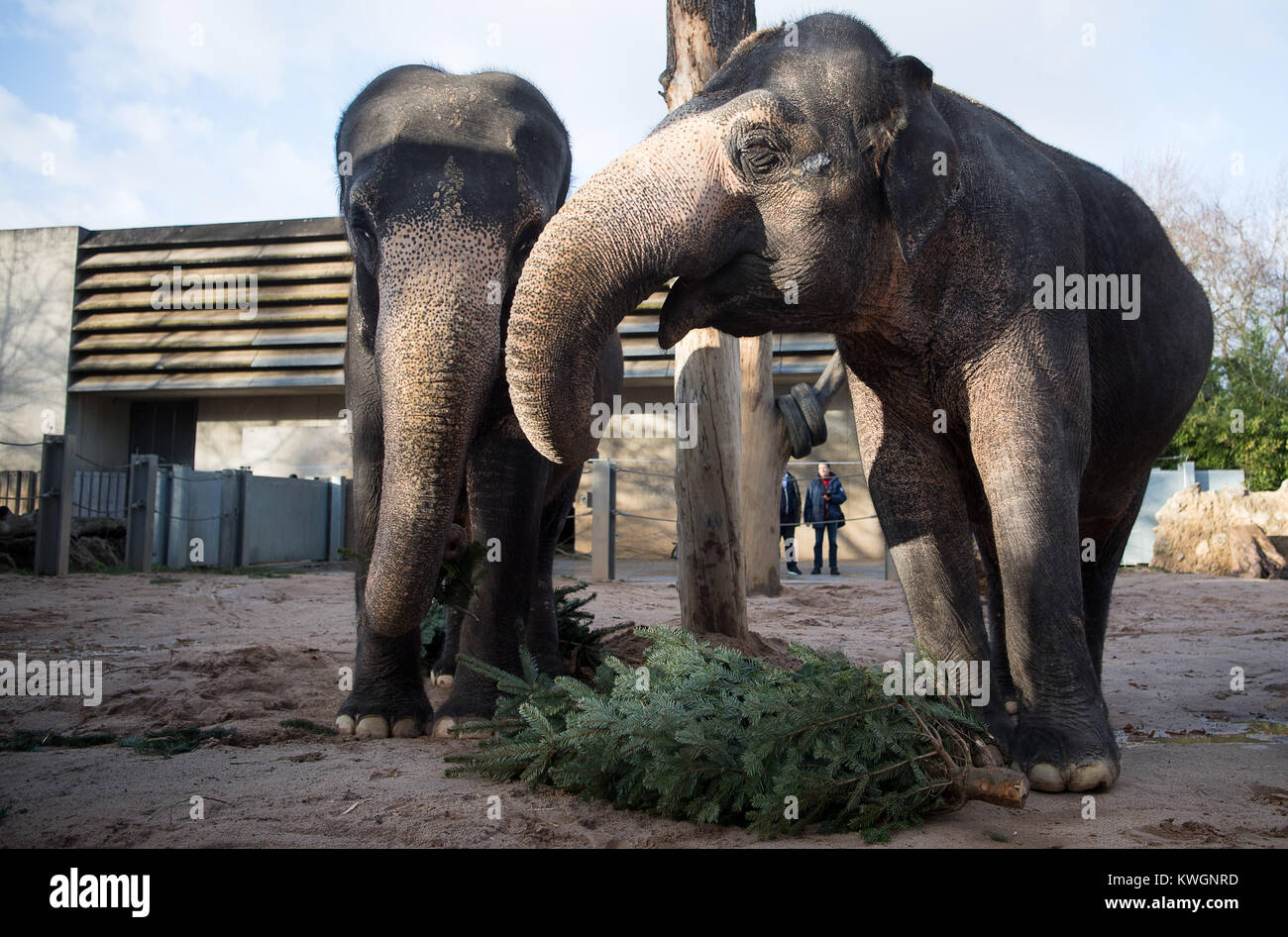 Stuttgart, Germany. 3rd Jan, 2018. Female elephants Zella (l) and Pama ...