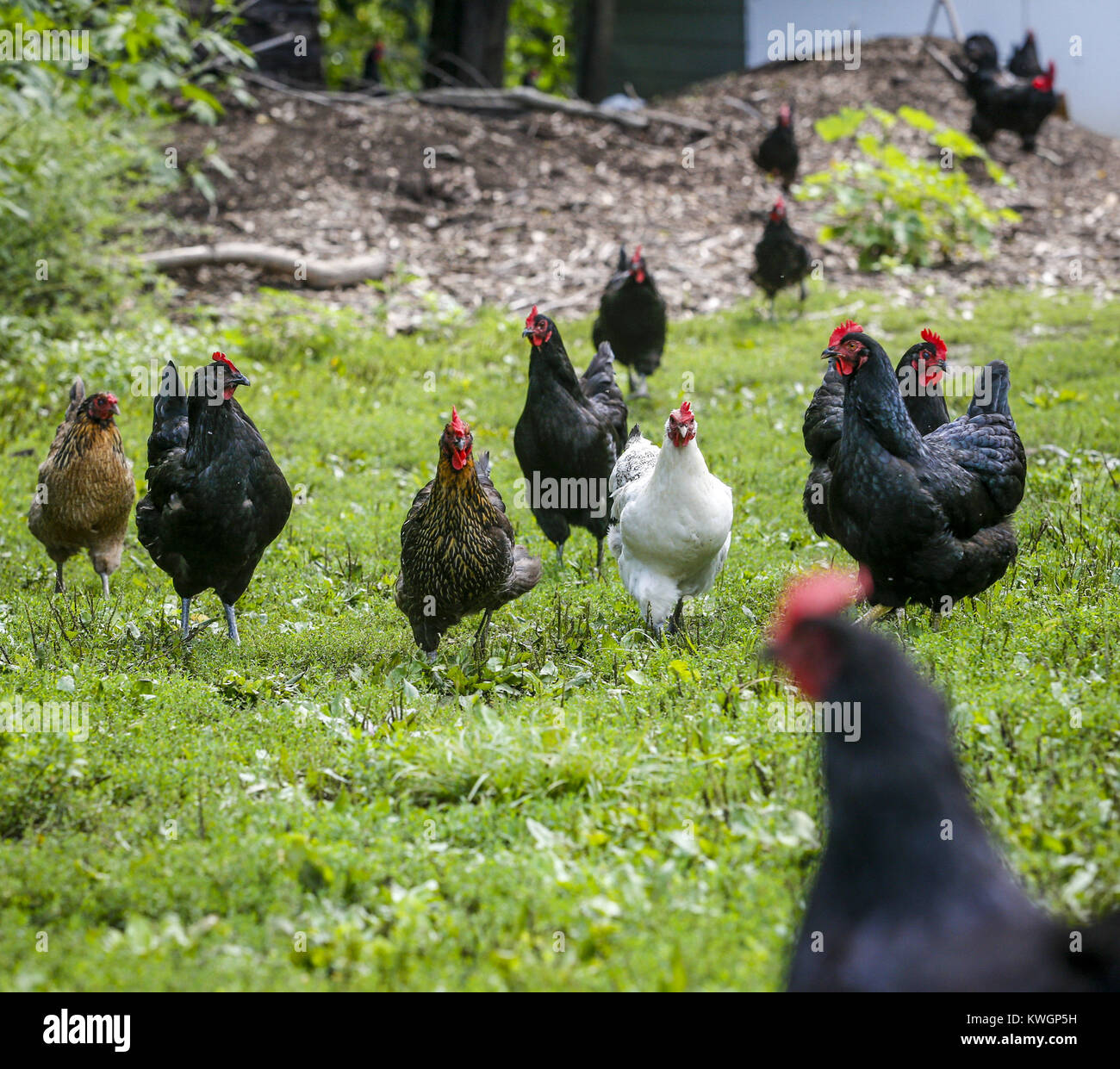 Davenport, Iowa, USA. 18th Aug, 2016. A group of hens run toward Farmer ...