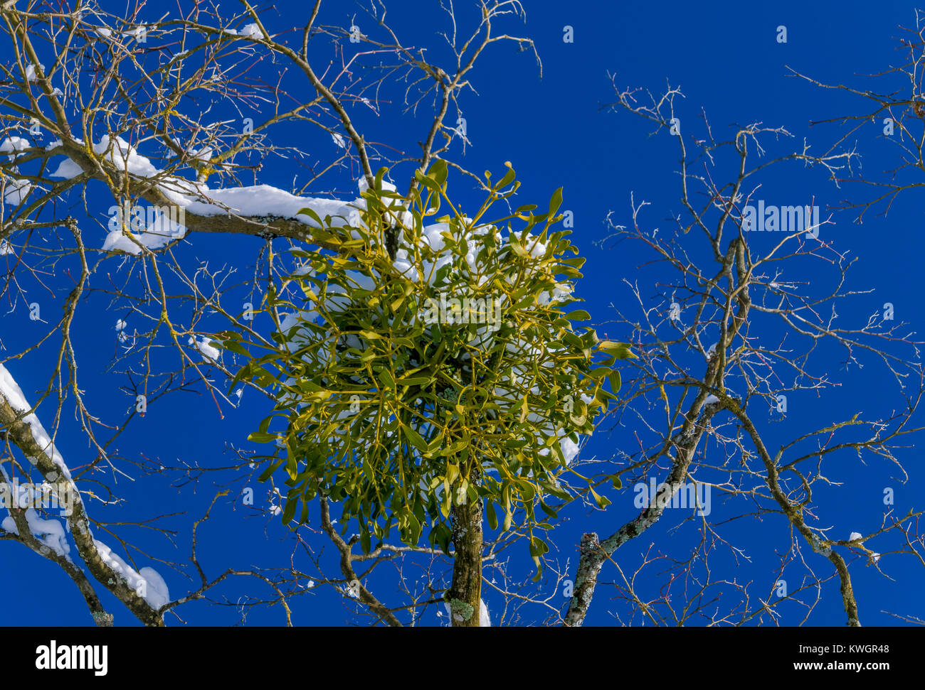 Mistletoes grow on a tree in winter, Bavaria, Germany, Europe Stock ...