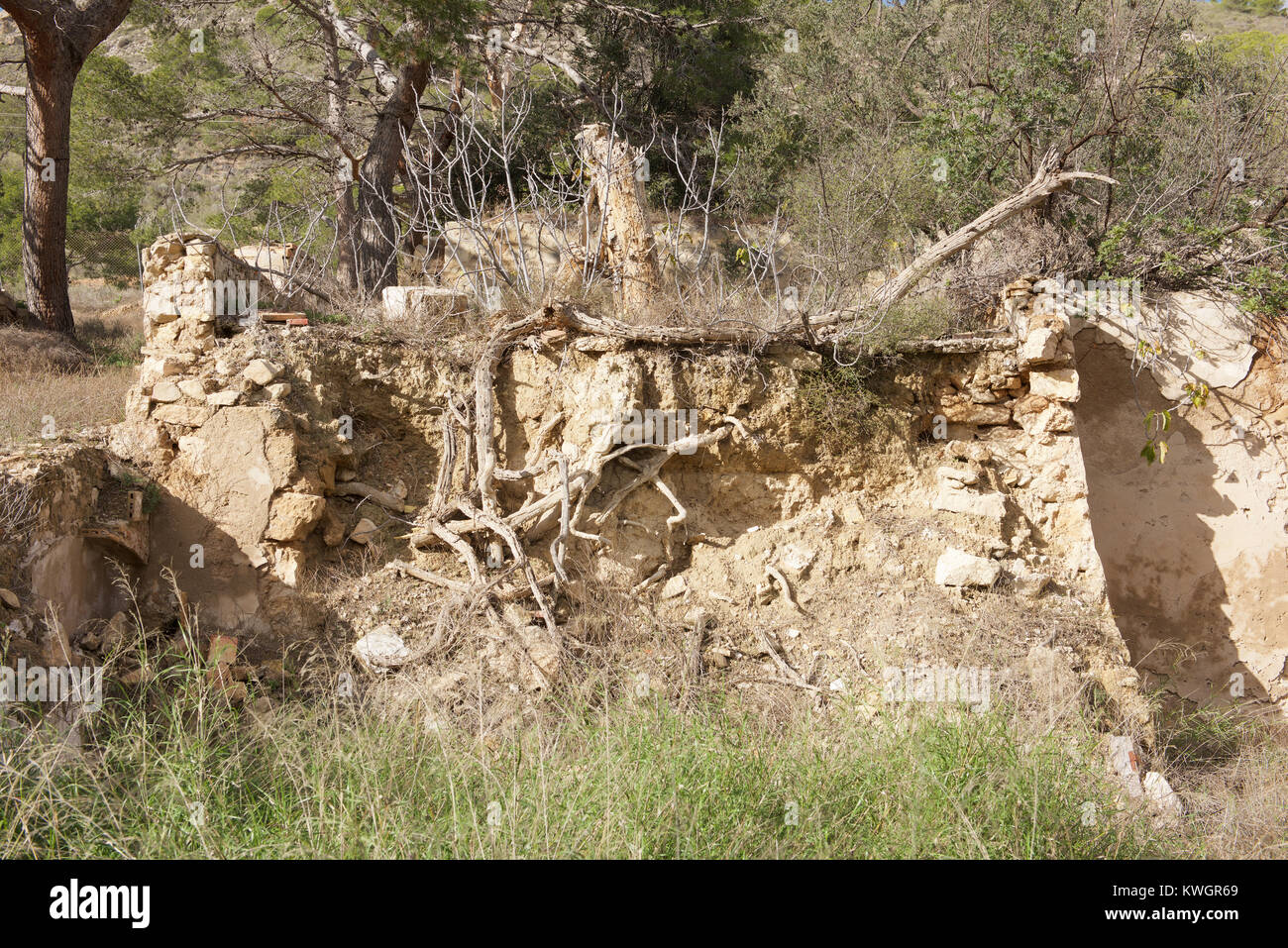 The roots of a tree and a collapsed wall in the countryside Stock Photo ...