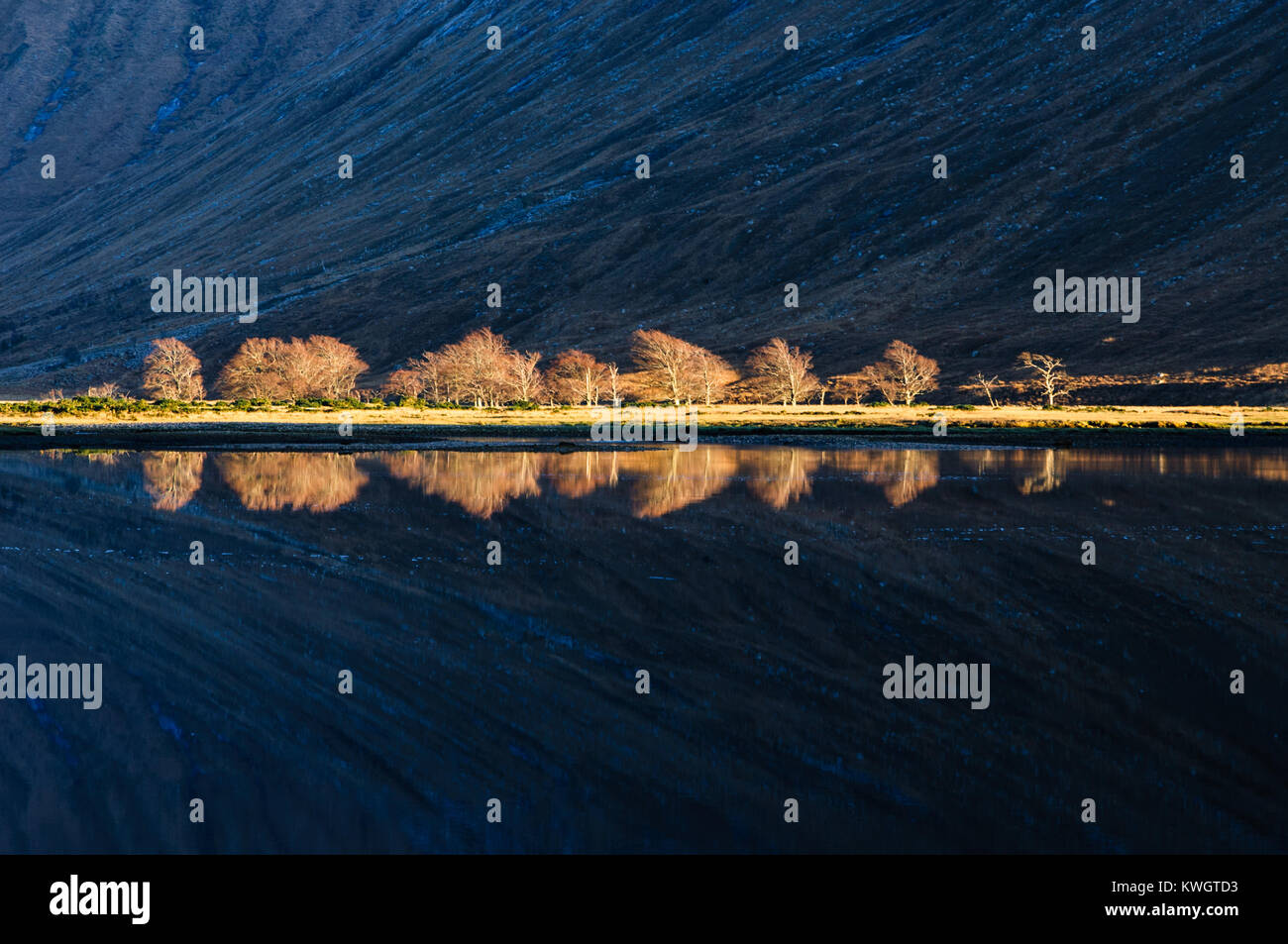A row of bare trees illuminated by the setting winter sun reflected in ...