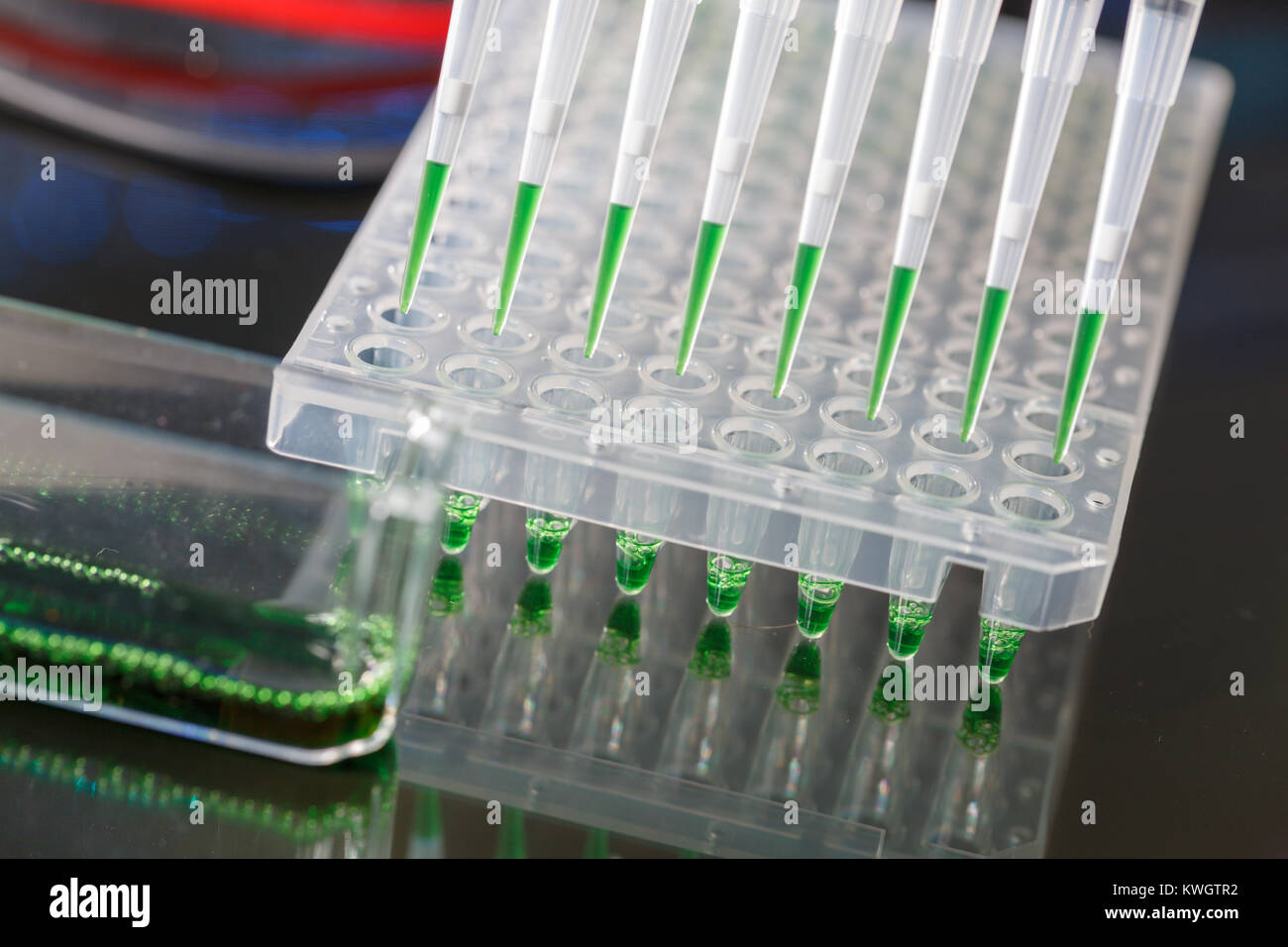 loading amplified DNA samples to agarose gel with multichannel pipette ...