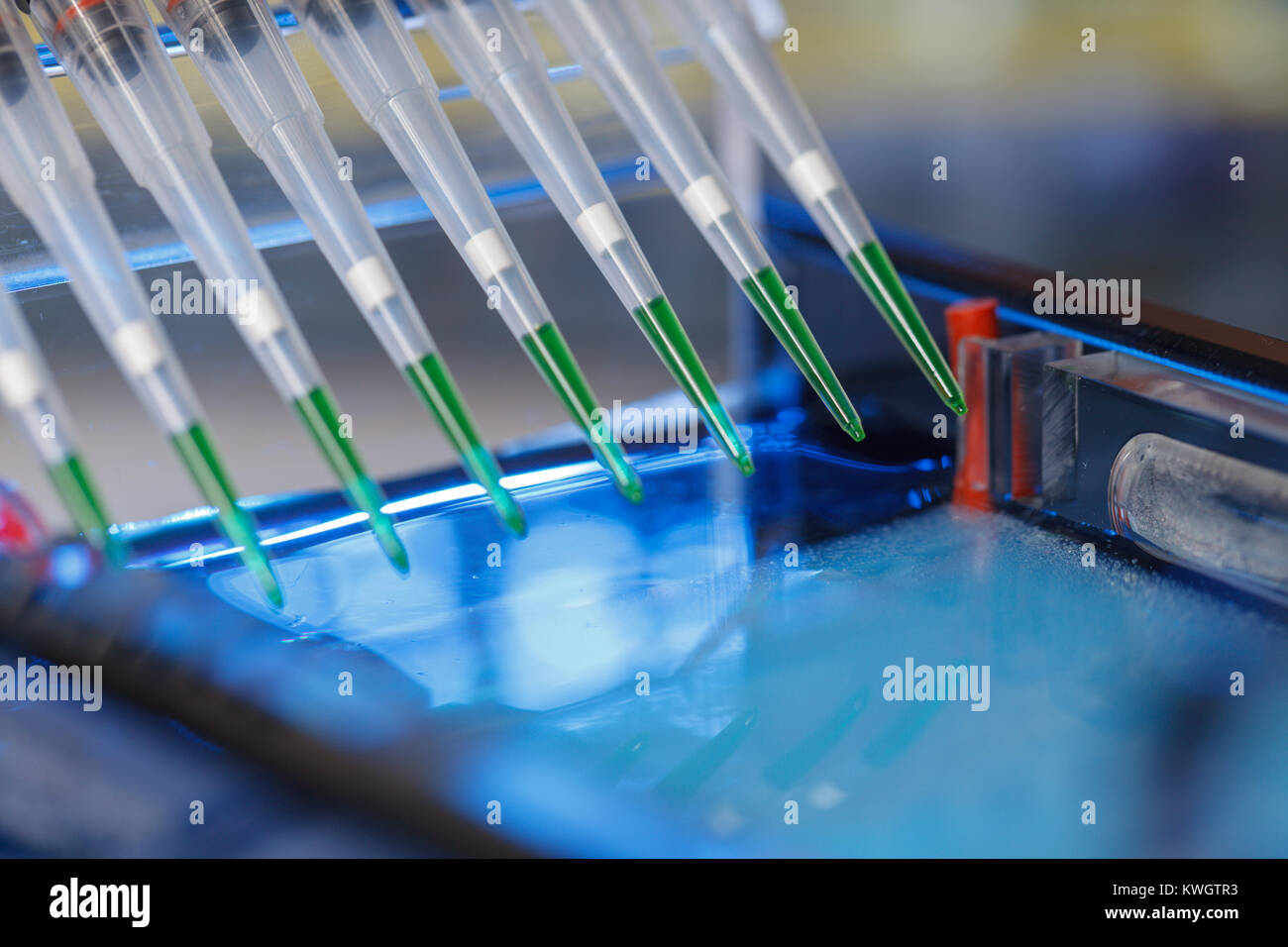 loading amplified DNA samples to agarose gel with multichannel pipette ...